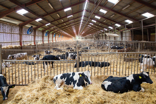 Opdeling af dine malkekvæg – Jyden Bur