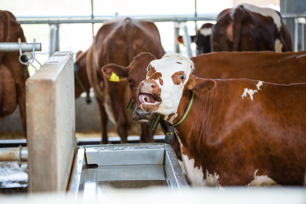 Vand- og foderløsninger til malkekvæg – Jyden Bur