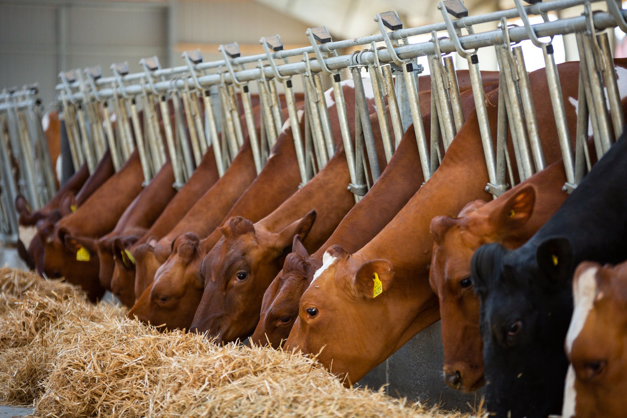 Vi skaber det gode miljø – Jyden Bur