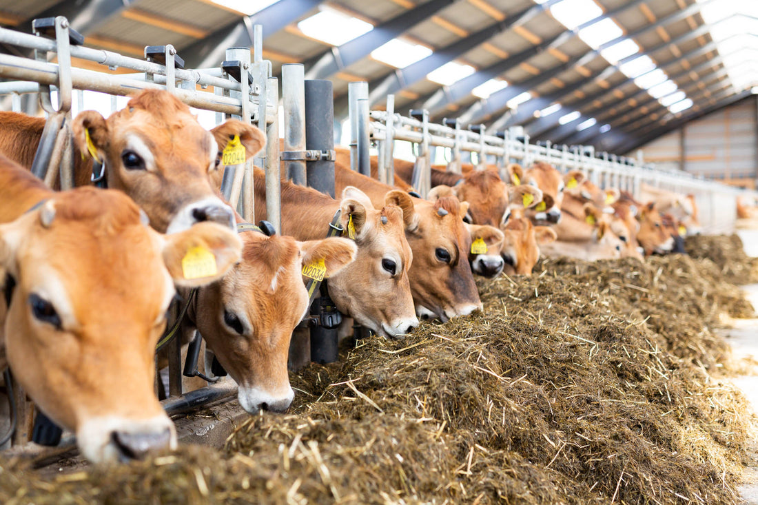 Forhandlere af Jyden Bur's løsninger