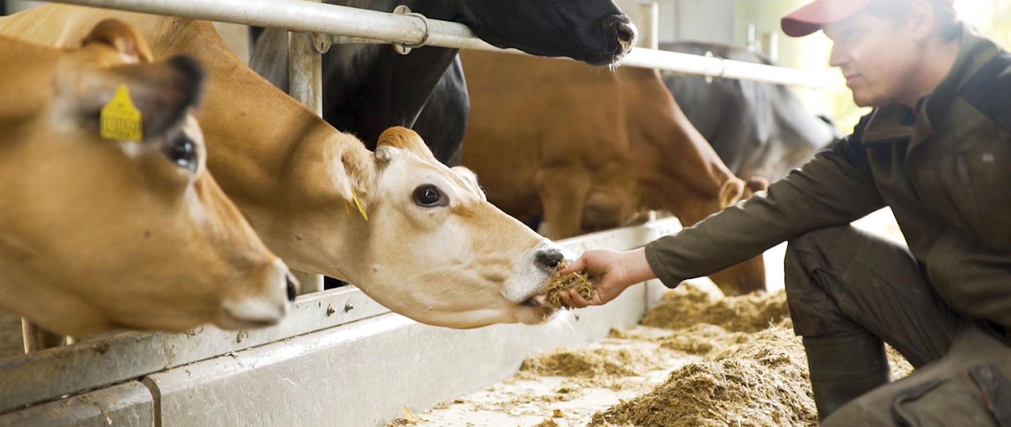 Vi skaber det gode miljø – Jyden Bur